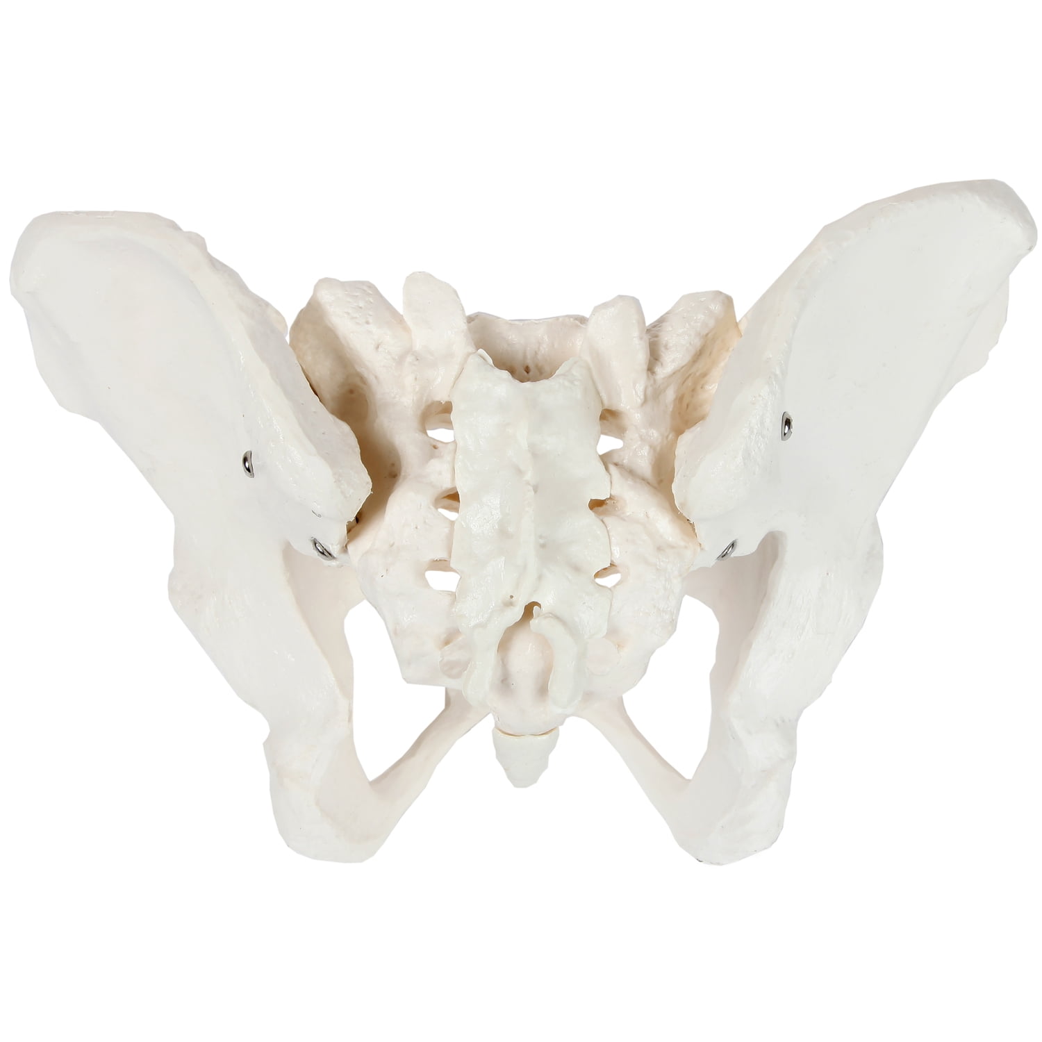 Real Skeleton Pelvis