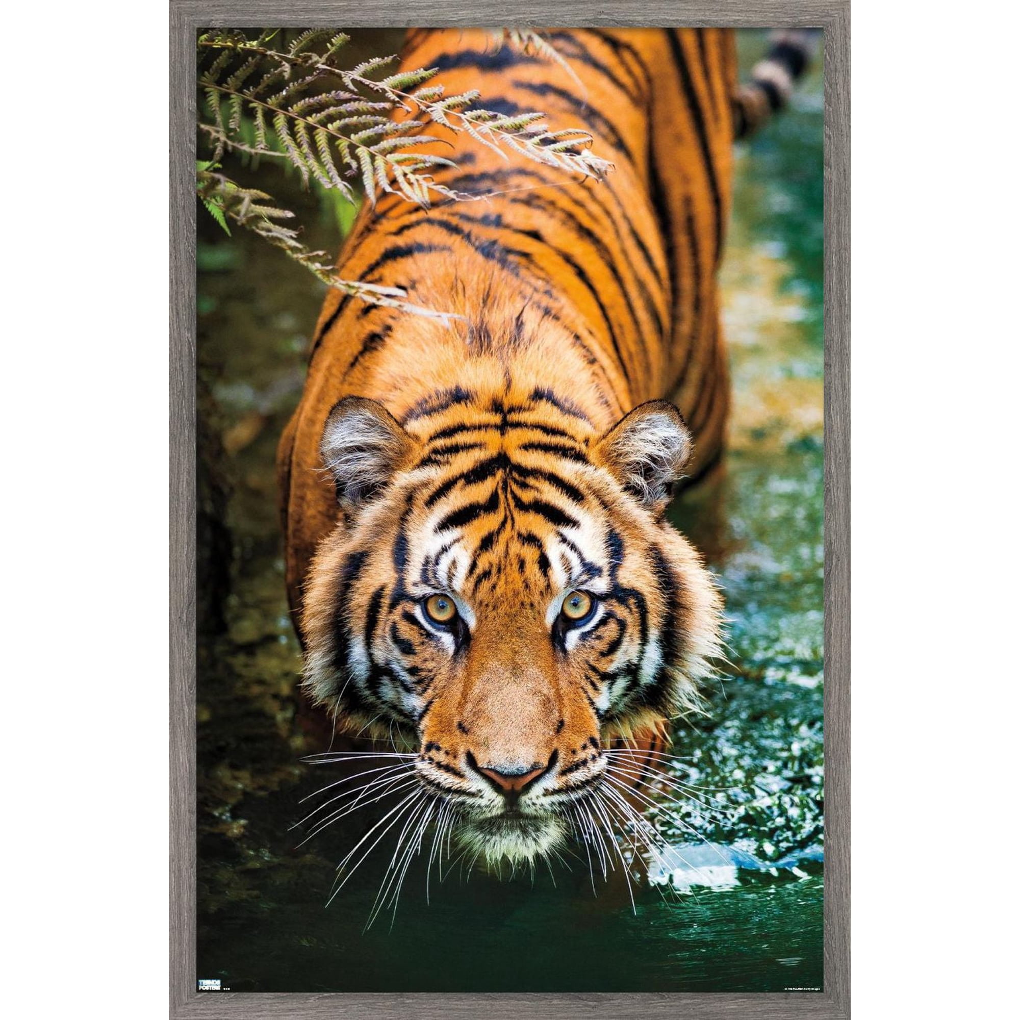 Click here for Trends International Tiger - Water Wall Poster  22... prices
