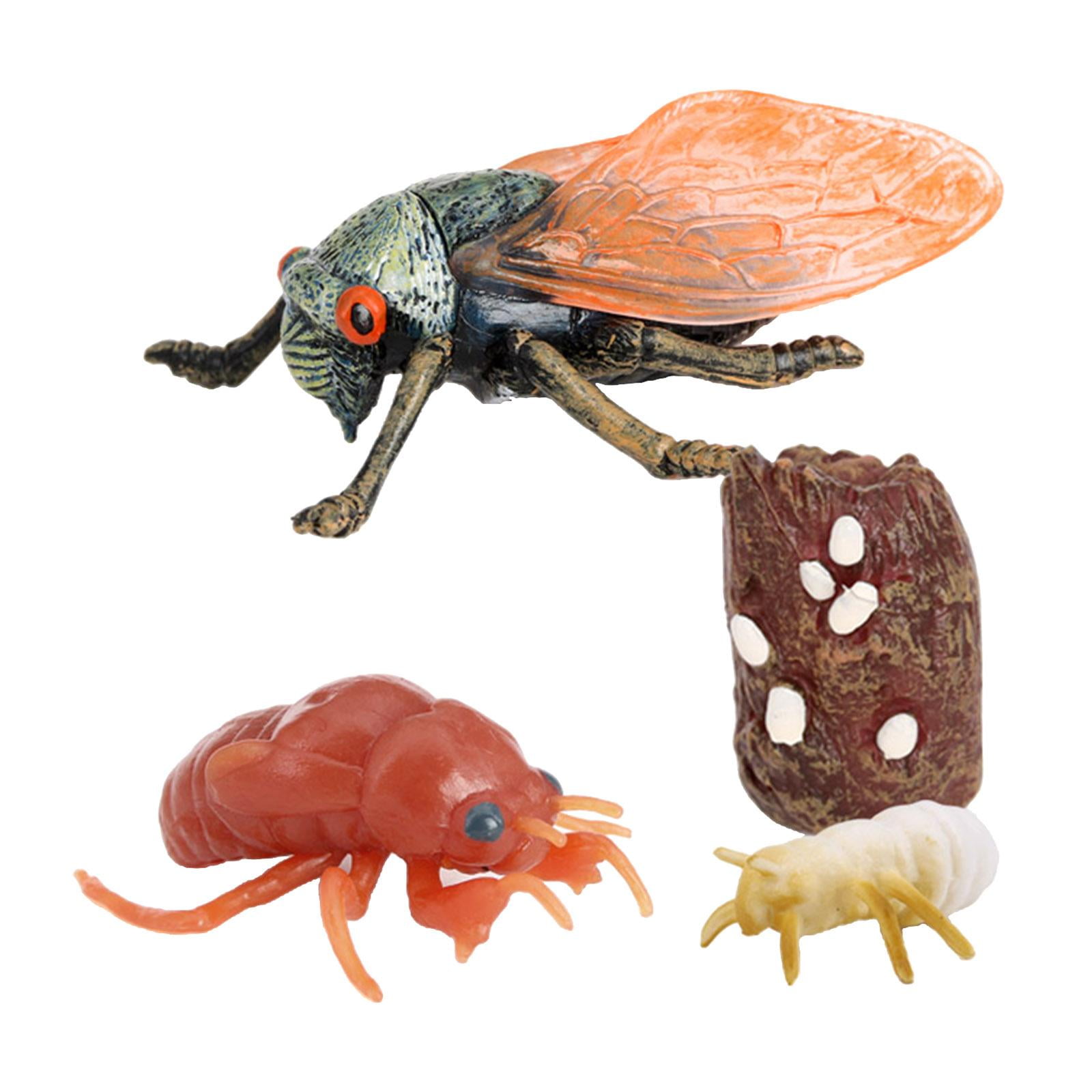 Life Cycle of Animals Separate Pieces in Set - Non- and BPA - Ages 3 ...