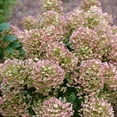 Proven Winners ColorChoice Tiny Quick Fire Hydrangea Live Shrub (2 ...