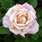 Heirloom Roses - Live Pinkerbelle‚Ñ¢ Hybrid Tea Rose Plant Delivered ...