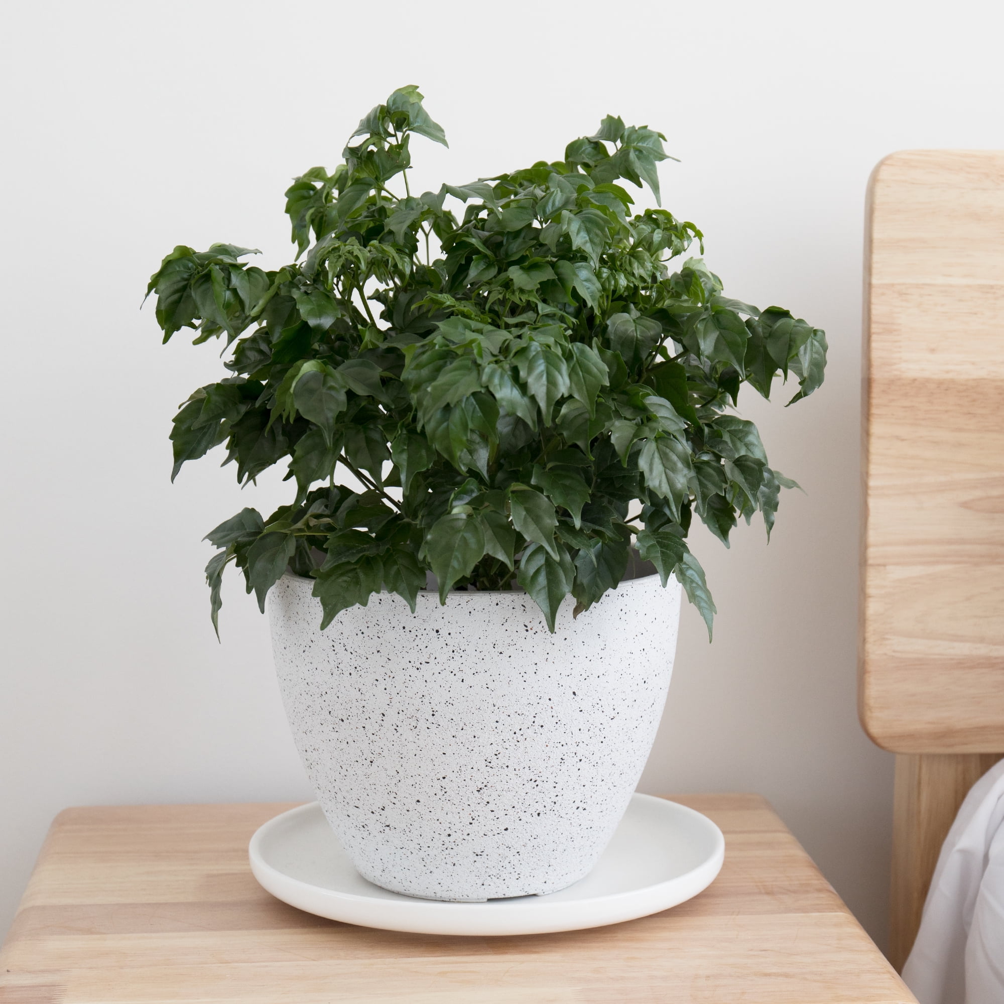 Buy La Jolie Muse Flower Pots Outdoor Indoor Garden Planters,Plant Pots Containers with Drain ...