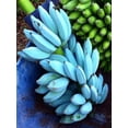Blue Banana Plant Live, Ice Cream Banana Fruit Tree, Outdoor Growing 5 ...