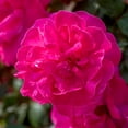 Heirloom Roses Pink Climbing Rose Bush Live Plant, Highwire Flyer™, 6 ...