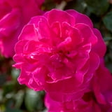 Heirloom Roses Pink Climbing Rose Bush Live Plant, Highwire Flyer™, 6 ...