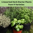 4 Assorted Herbs Plants, Mixed Herb Plants, Basil, Rosemary, Mint ...