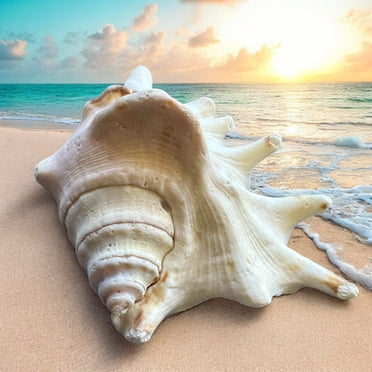 Triton Decorative Shell 10-11" Large Decorative Seashell - Walmart.com