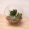 Panacea 10.25" Clear Glass Sphere Terrarium with Feet - Walmart.com