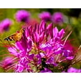 500 Cleome Seeds - Color Fountain Mixed Colors Golden Bee Plant Spider ...
