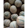 Vegetable Seeds- Hearts of Gold Cantaloupe -20 seeds- Early melon ...