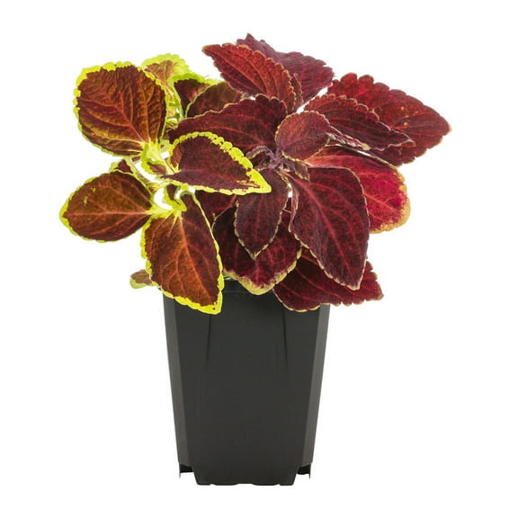 Expert Gardener 1PT Red Vinca Live Annual Plant Sun - Walmart.com
