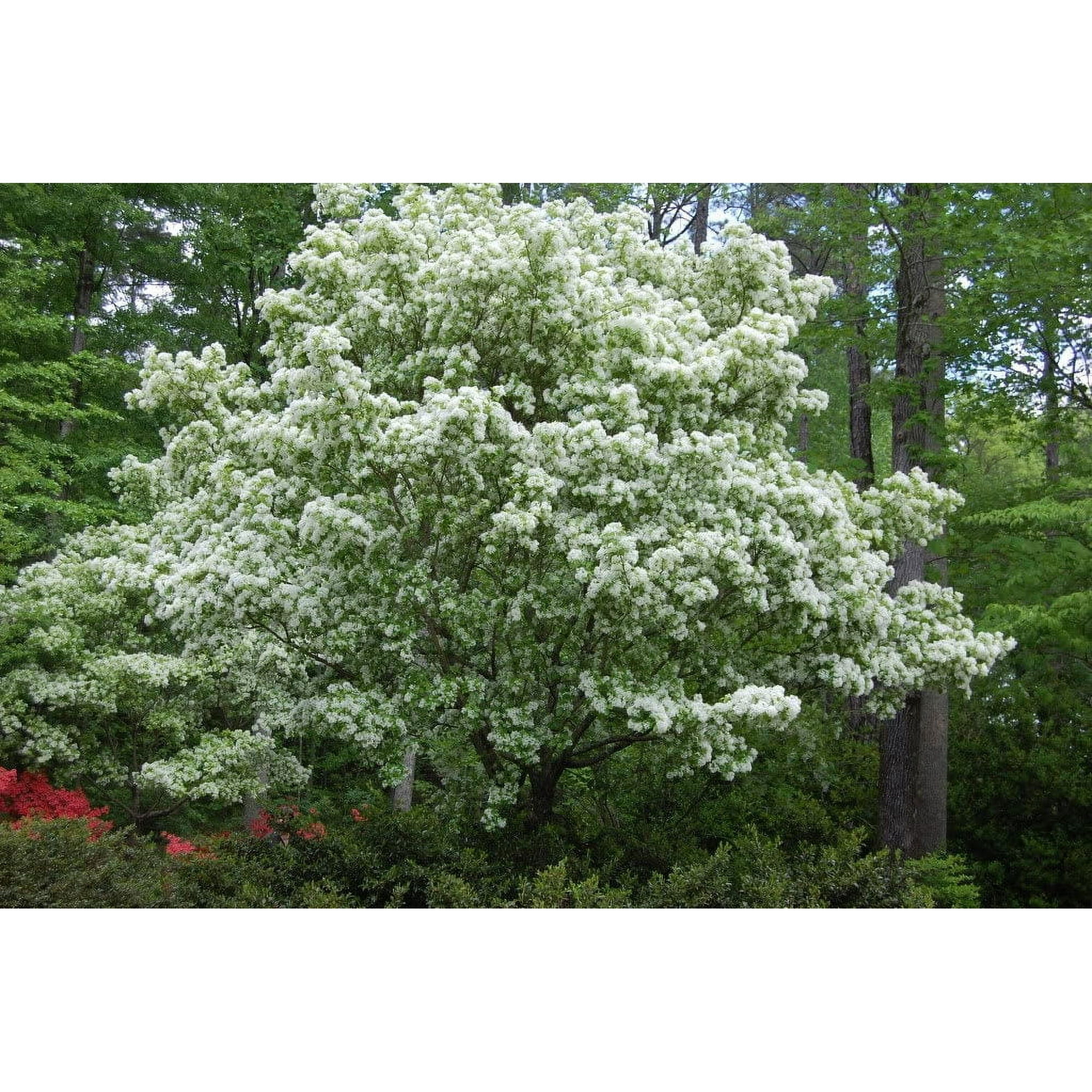 Click here for Seedville Usa 3 Fringe Tree Chionanthus Virginicus... prices