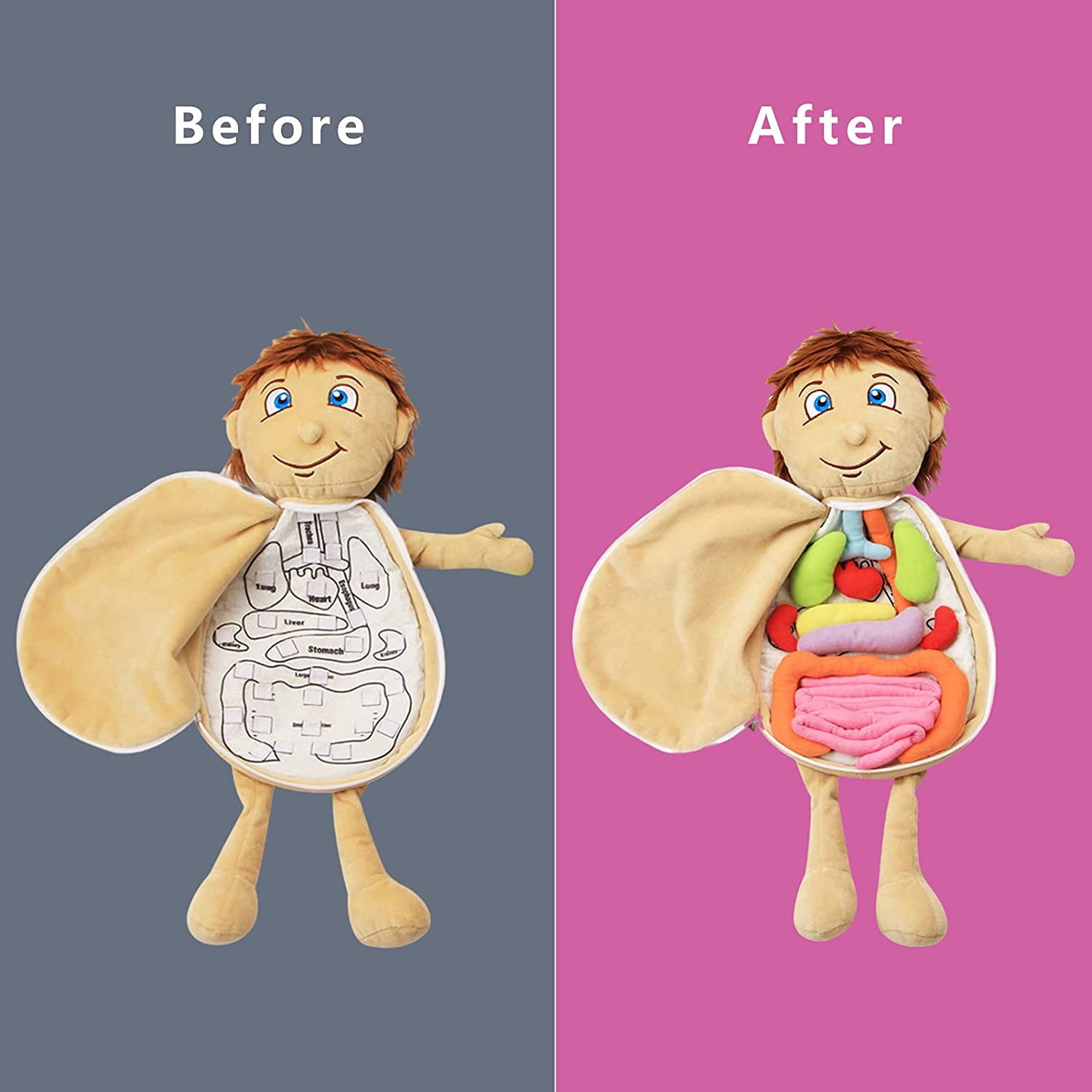 Buy Organ Toy for Kids Body Anatomy Awareness Teaching Tools Preschool ...