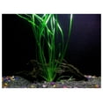 Barbara Bilotta 10 Species Freshwater Aquarium Plants, Java Fern ...