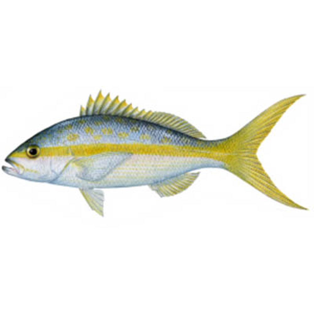 Yellowtail Snapper Decal - Walmart.com - Walmart.com