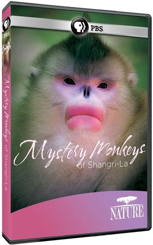 Nature: Mystery Monkeys of Shangri-La (DVD) - Walmart.com