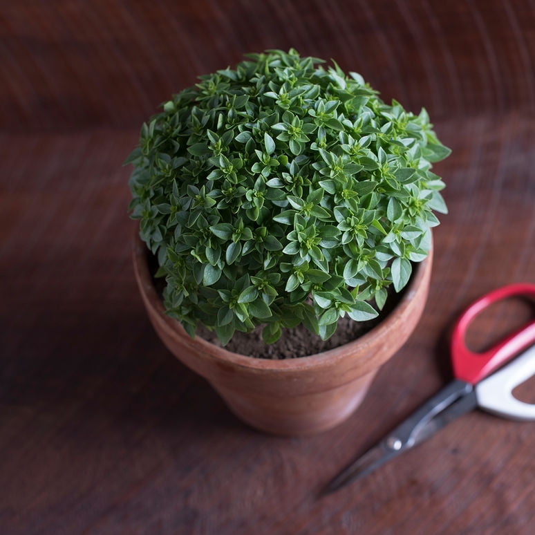 Piccolino Basil Seeds - 20 Seeds - World's Smallest Basil - Grow ...