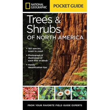 Identifying Trees of the East : An All-Season Guide to Eastern North ...