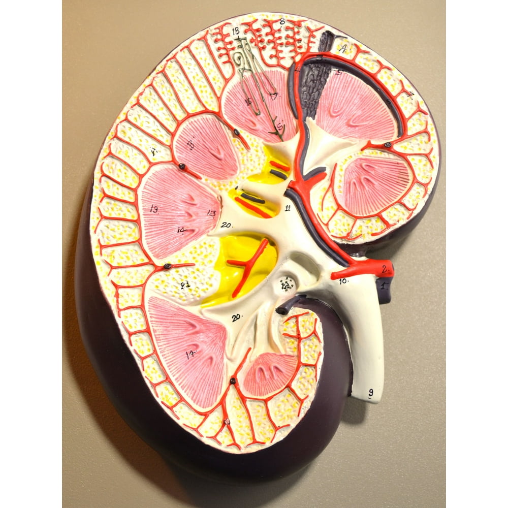 Eisco Labs Human Kidney Section Model; 3X Life Size (9" X 6.5" X 3 ...
