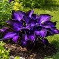 Hostas Planting-Perennial--(Non-Artificial)-High Quality Gifts-Garden ...