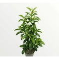 Super hass Avocado Tree Live Avocado Tree GRAFTED 2-4 ft tall. We ship ...