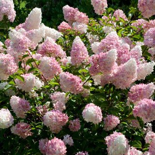 Jumbo Pint Starfield Bigleaf Hydrangea (Macrophylla) Live Shrub, Pink Flowers - Walmart.com