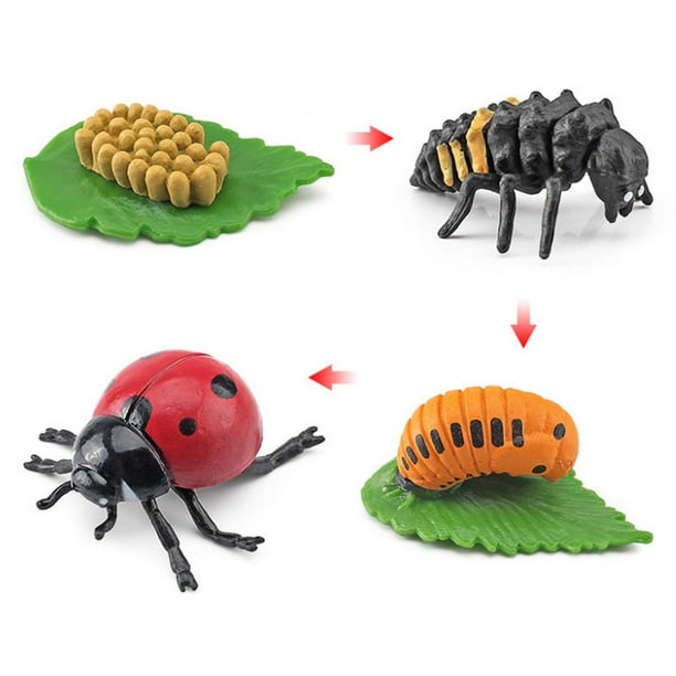 Seven Star Ladybug Growth Cycle, Animal Life Cycle Simulation Animal ...