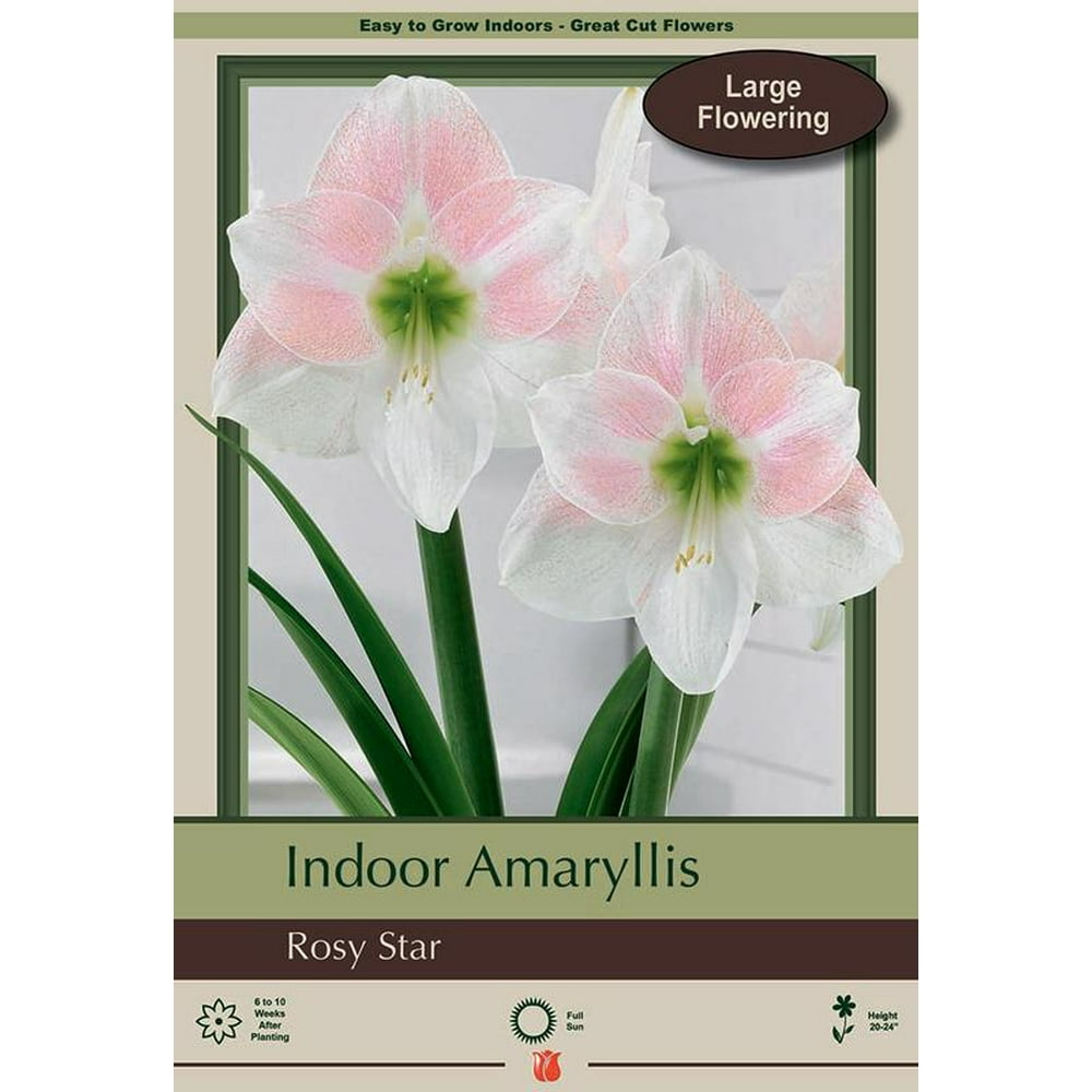 Rosy Star Giant Dutch Amaryllis - 32/34 cm Bulb - Walmart.com - Walmart.com