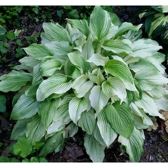 Hostas