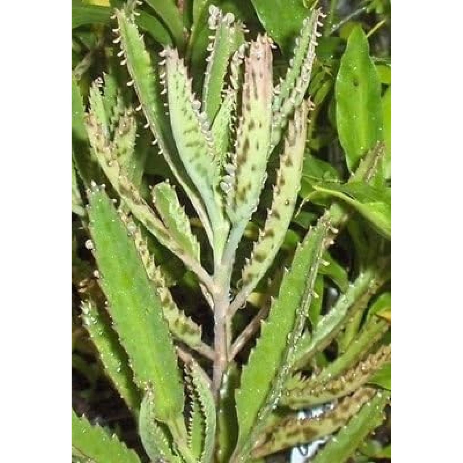 Leopard Mother of Thousands Kalanchoe Daigremontiana Alligator Plant ...