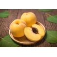 Lovell Peach Tree Seeds for Planting, (Prunus persica), 2 Heirloom ...