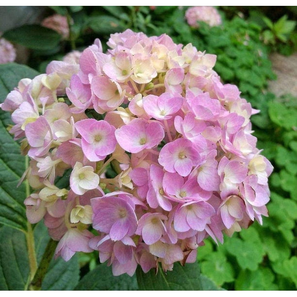 10 Pcs Yellow Hydrangea s Perennial Hardy Garden Shrub Bloom Flower ...