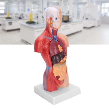 Mgaxyff Teaching Internal Organs Model,28cm Human Torso Model ...