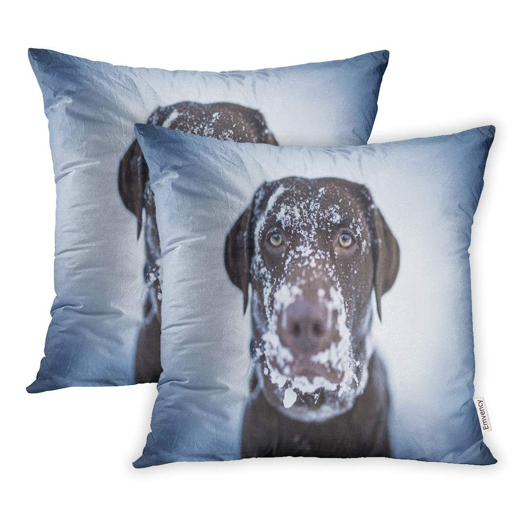 ARHOME Brown Labrador Retriever Looking Funny Snow All Over Her Face ...