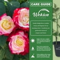 Double Delight Rose Bush - Live Starter Plant in a 2 Inch Pot ...