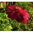 TomorrowSeeds - Meteor Burgundy Zinnia Seeds - 300+ Count - For 2025 ...