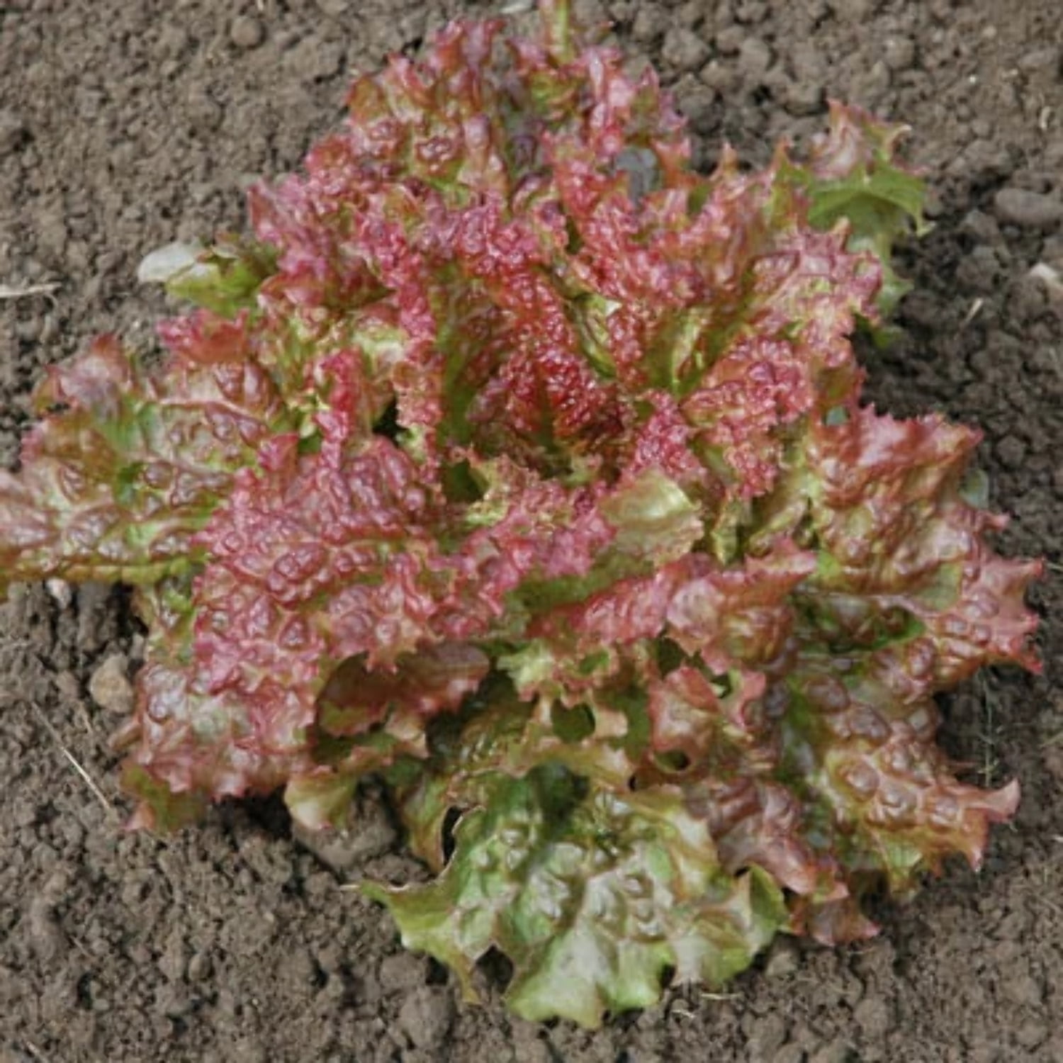 Lettuce New Red Fire MTO Seed - Walmart.com