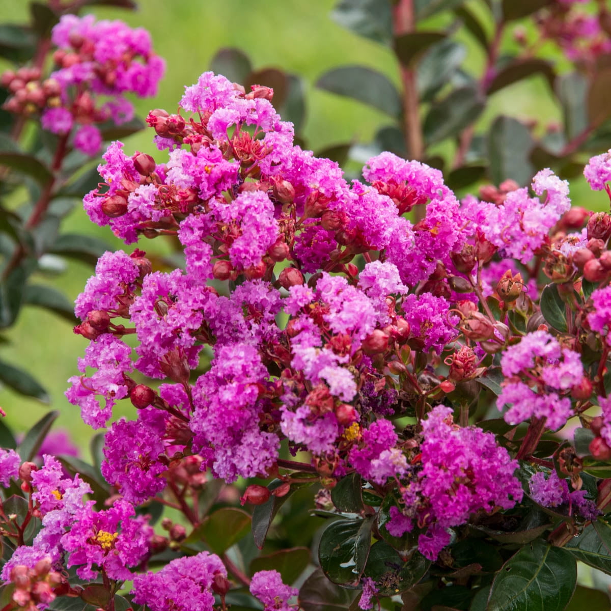 Northern Belle Fuchsia Crape Myrtle (Lagerstroemia), Dormant Bare Root ...
