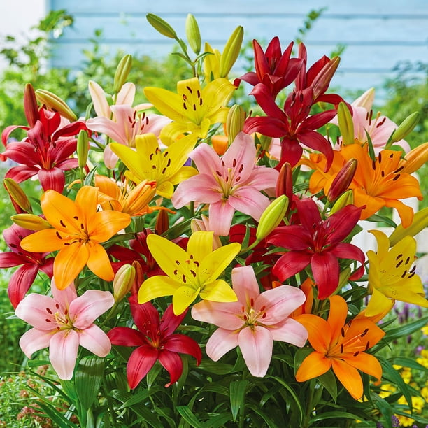Summer Lilies