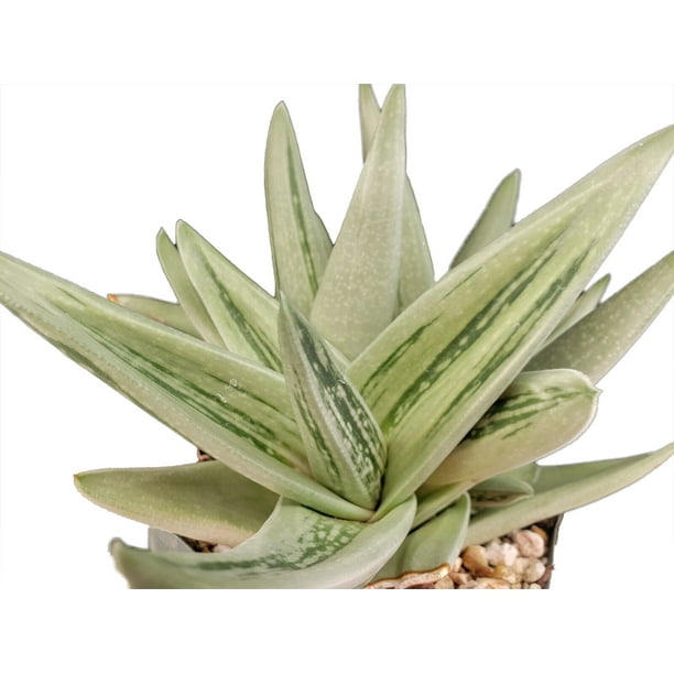 Snow Mountain Plant