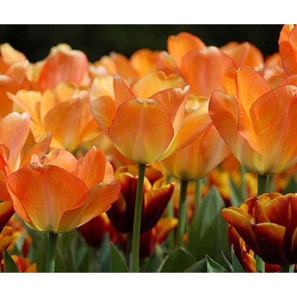 Daydream Darwin Tulip 8 Bulbs 12/+ cm Bulbs - Fragrant - Walmart.com