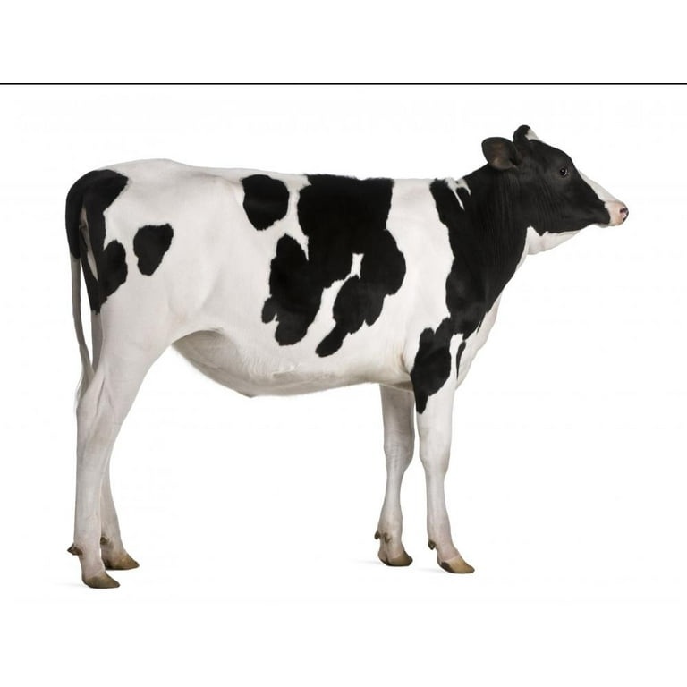 Holstein Cow Graphic