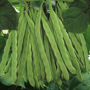 Burpee Early Italian Bush Bean Seeds 2 ounces of seed - Walmart.com