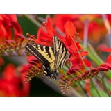 10 RED LUCIFER CROCOSMIA Crocosmia Masoniorum Flower Seeds - Walmart.com