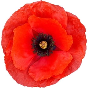 Red Chief Poppy, 100+ Seeds, Worlds Most Popular Flower, Stunning Red ...