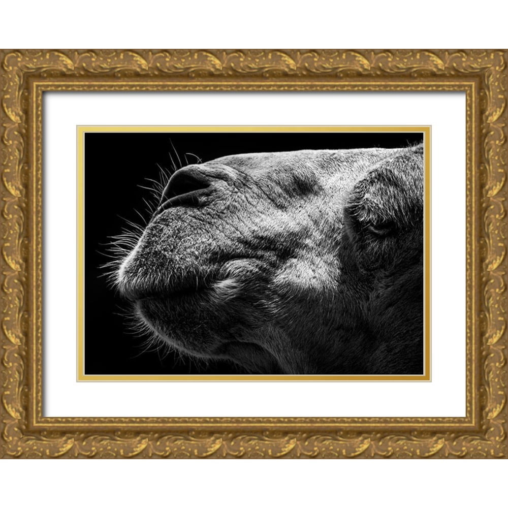 Sultan 24x18 Gold Ornate Wood Framed with Double Matting Museum Art Print Titled - Camel ...
