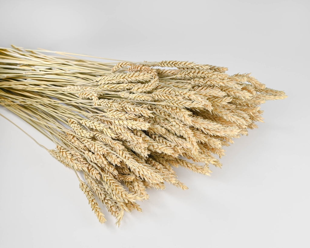 Pack of 1, Long Stem 18-24 Inch Green Beardless Wheat Bundle for Floral ...