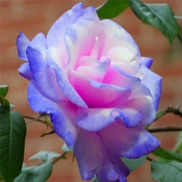 Blue Dragon Rose Seeds 20 SEEDS - Walmart.com