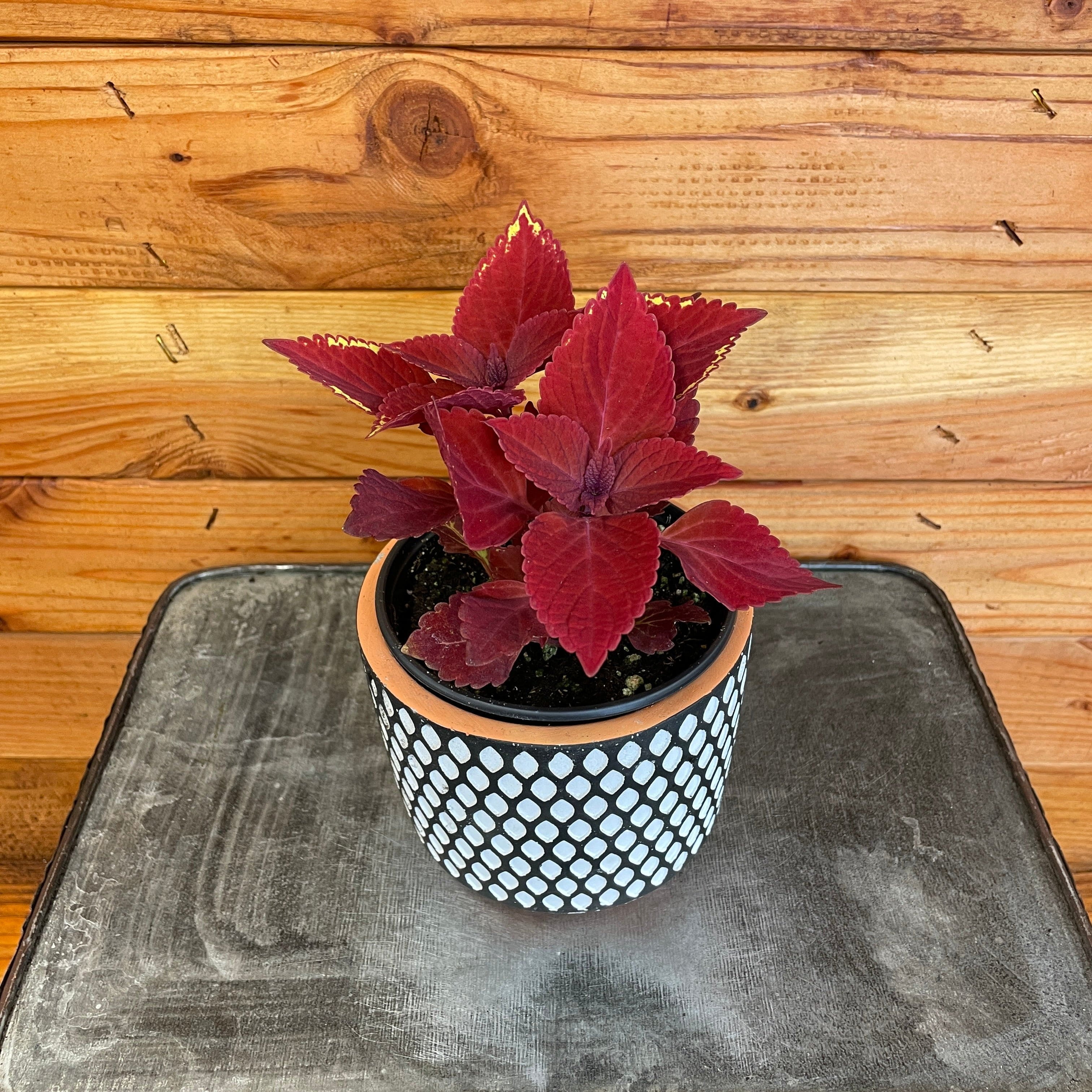 Coleus Ruby Slippers, 4.5" Plant - Walmart.com