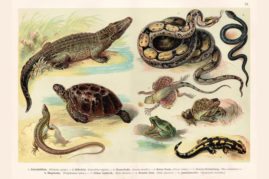 Reptiles Lithograph 1888 Vintage Biology Poster Amphibian Reptile ...